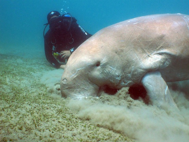Duikvakantie Marsa Shagra Egypte groepsreis | Vakantieduiker.nl