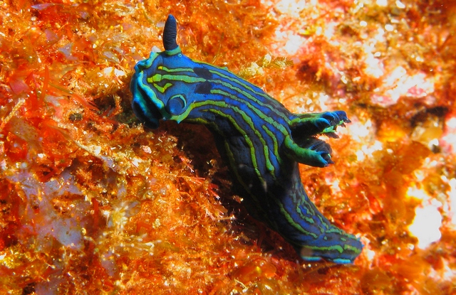 Groepsreis Duikvakantie Azoren - Vakantieduiker - Vakantieduiker.nl